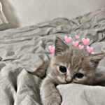List 123+ meme thả tim đáng yêu nhất để gửi người yêu